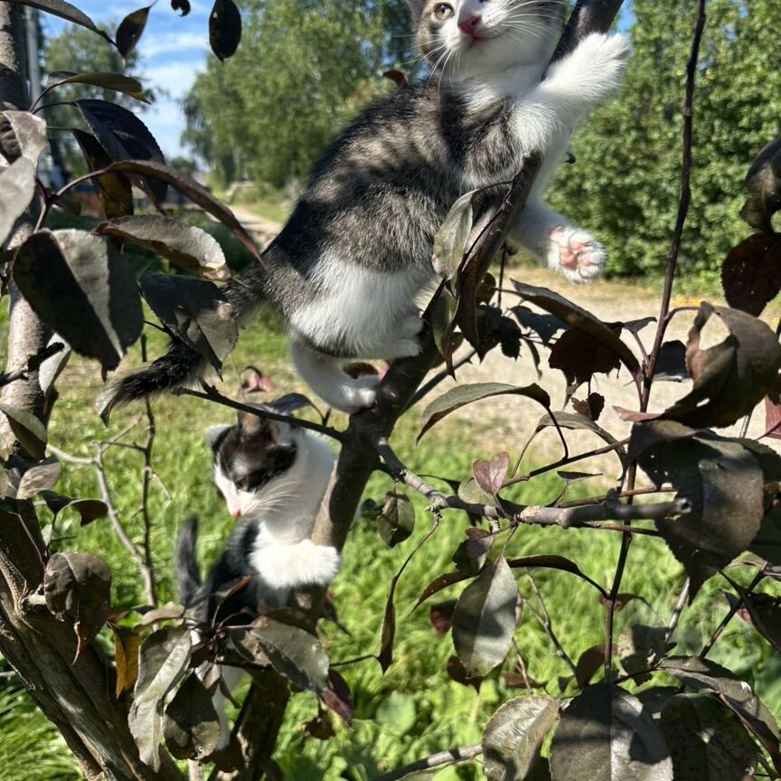 Котята в добрые руки бесплатно