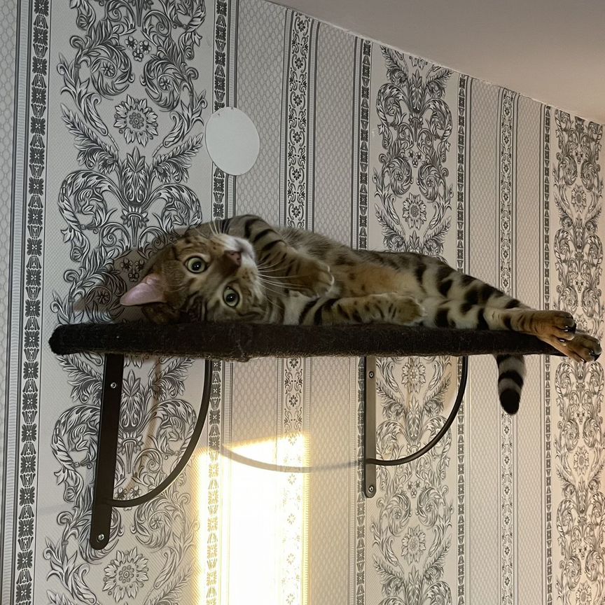 Полка для кошки