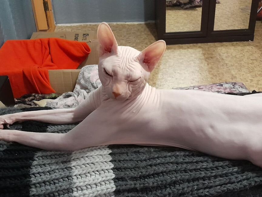 Донской сфинкс котята