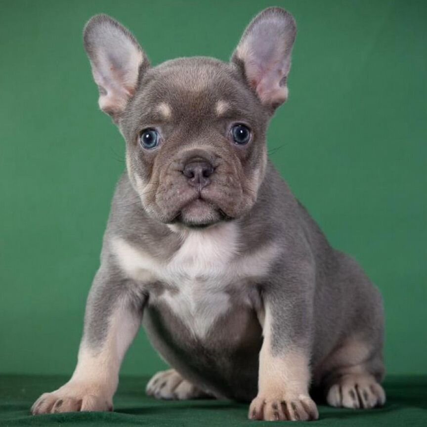 Французский бульдог, щенок