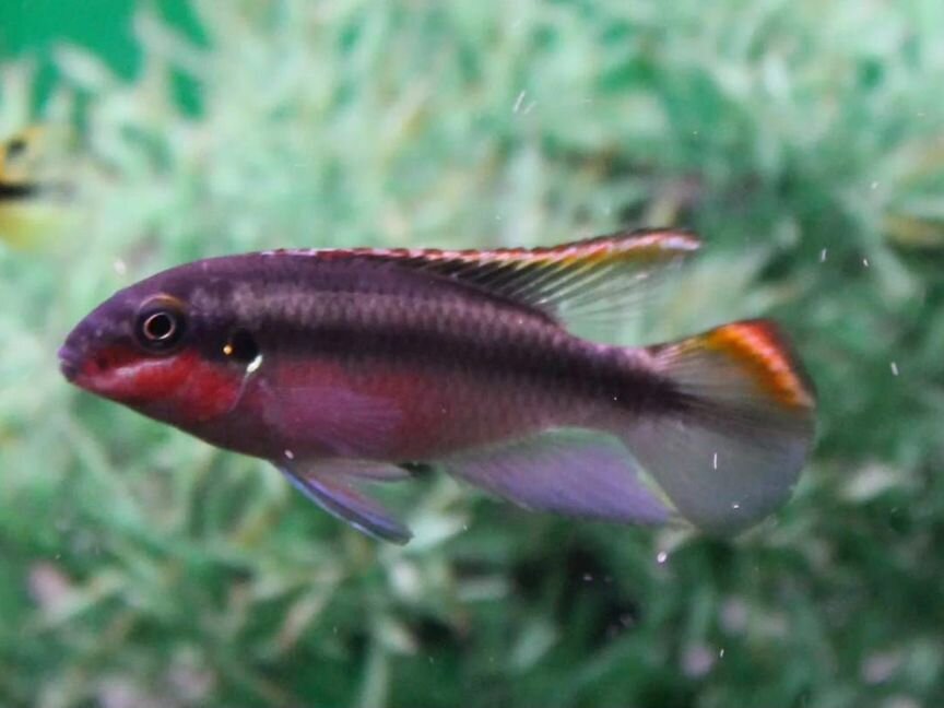 Пельвикахромис Камерун