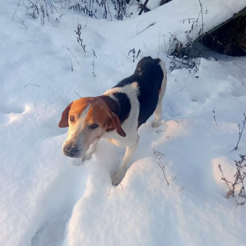 Русский охотничий спаниель, взрослый пёс