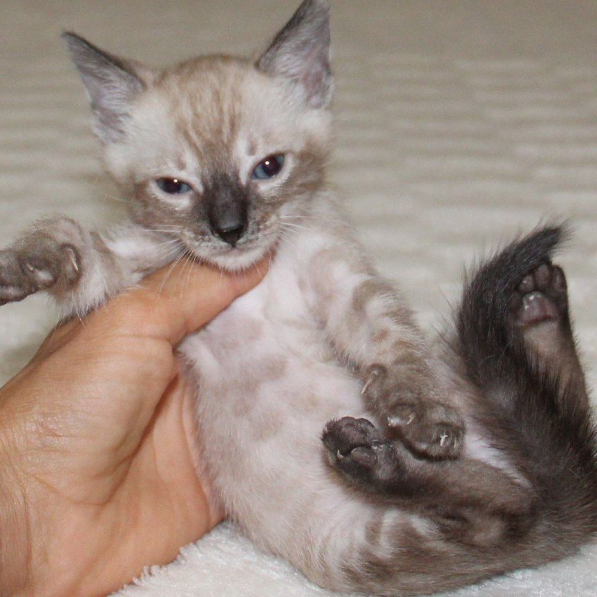 Снежные мальчики и девочки