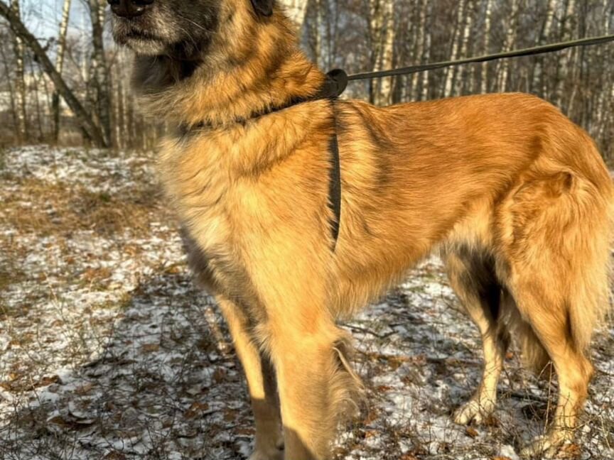 Скромный красавец Тайсон в добрые руки