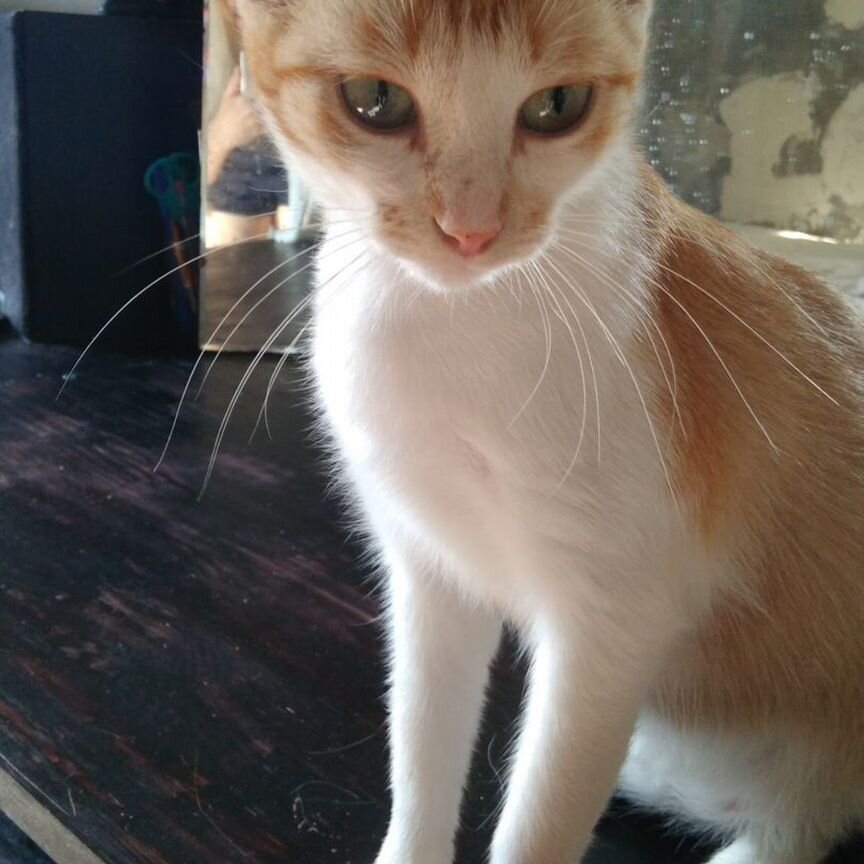 Рыжая кошечка