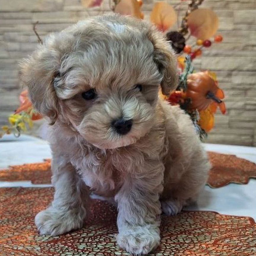 Мальтипу, щенок