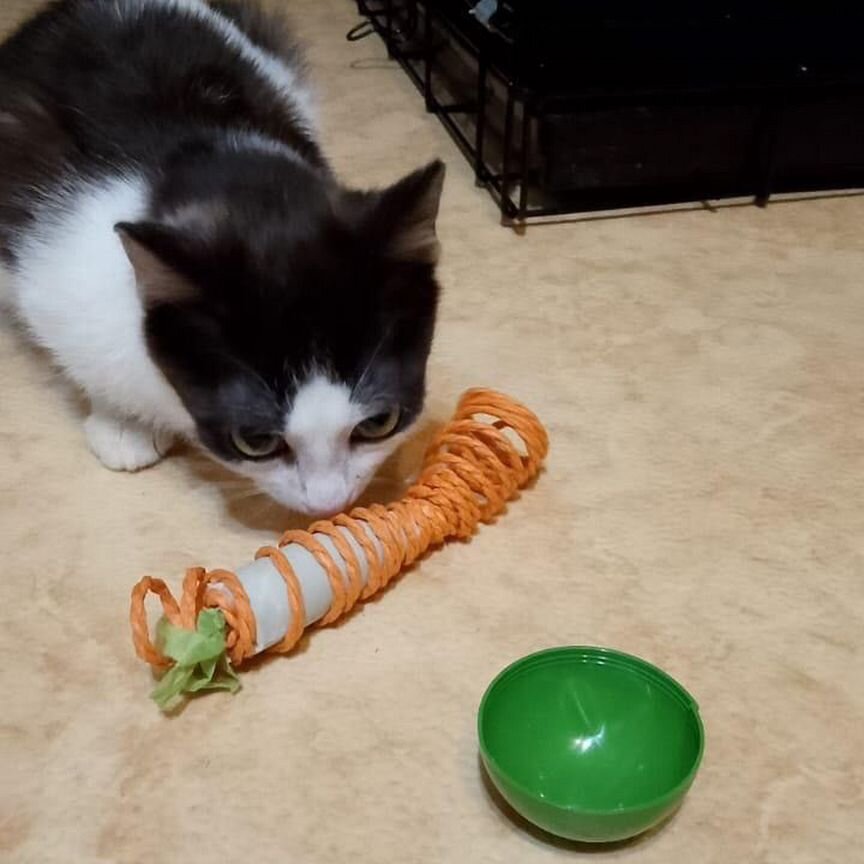 Классный котенок подросток