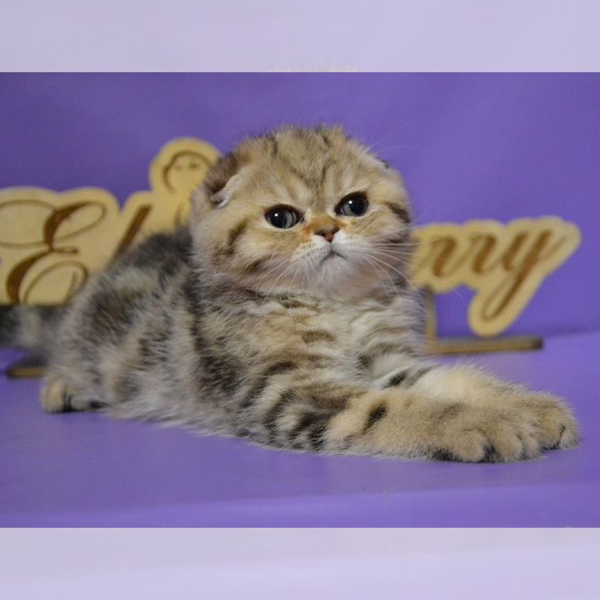 Мраморный шотландский котик и братик