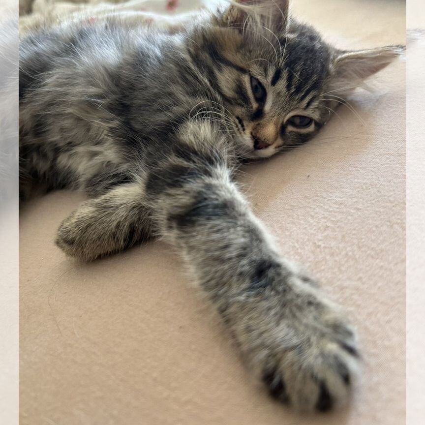 Котята умнички