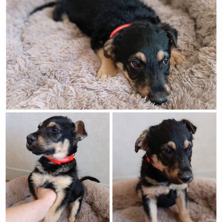 Нашла щенульку, нужен дом