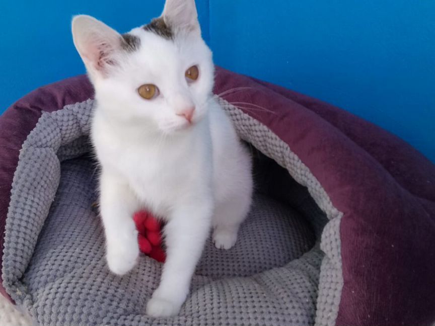 Ищет добрые руки