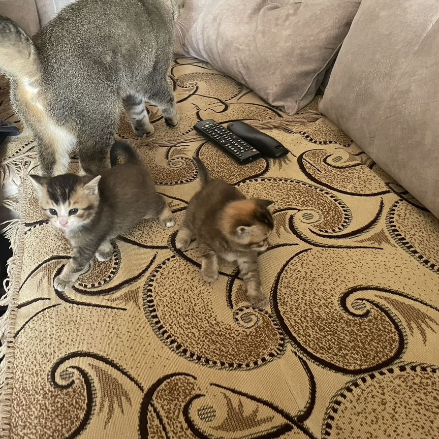 Котята в добрые руки бесплатно