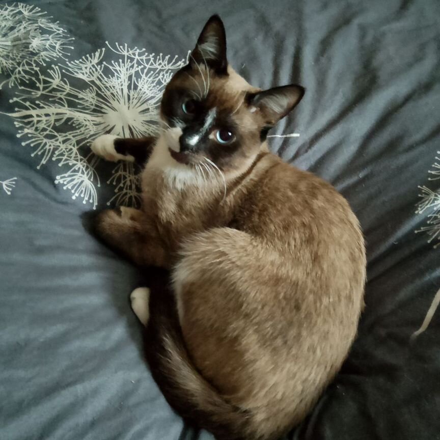 Сиамский кот вязка