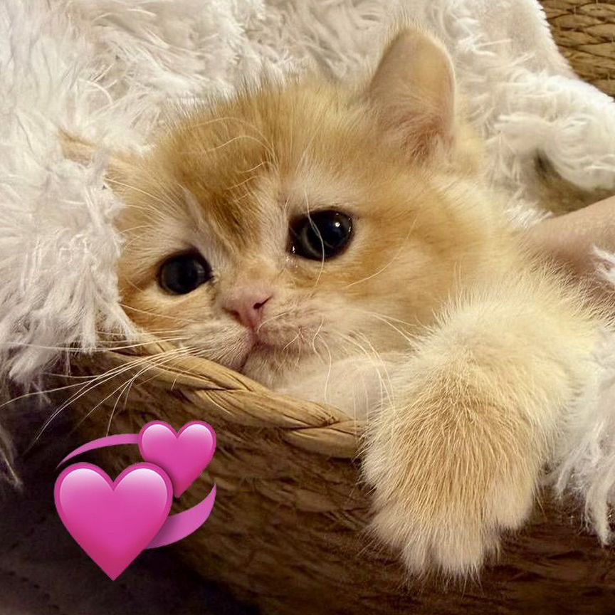 Британский короткошёрстный котёнок