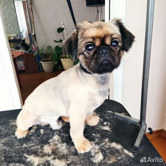 Вязка пекинес