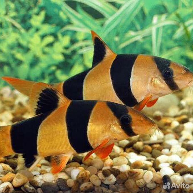 Боция клоун