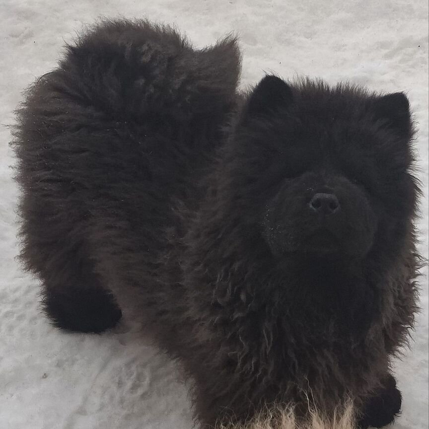 Чау-чау