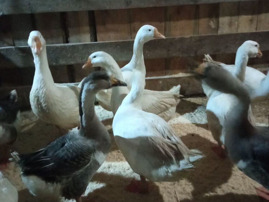 С/х животные