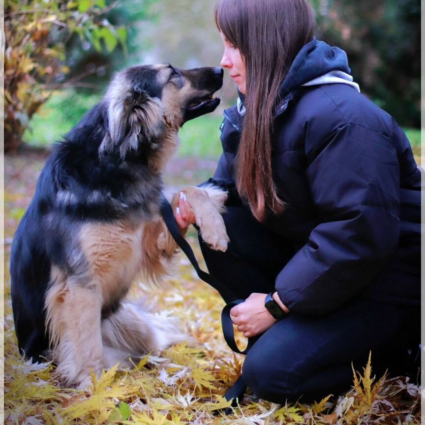 Метис немецкой овчарки в добрые руки