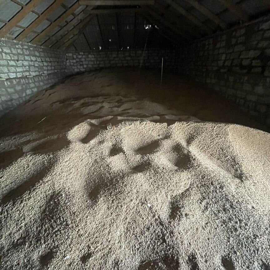 Зерно пшеница 4 класс