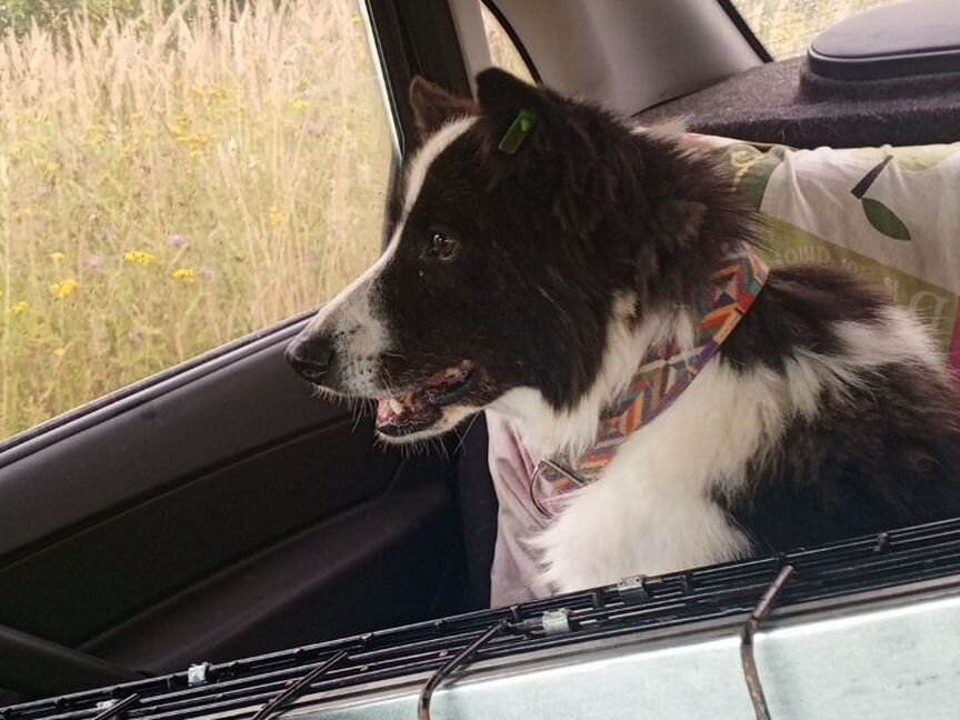 Собака
