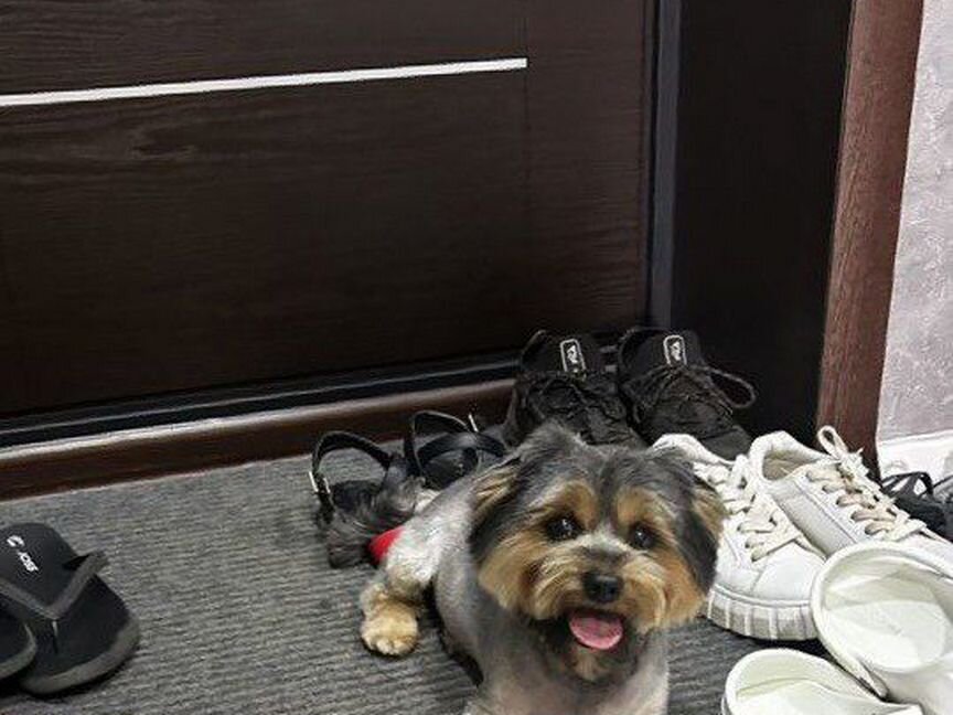 Мальчик йорк стандарный ищет невесту