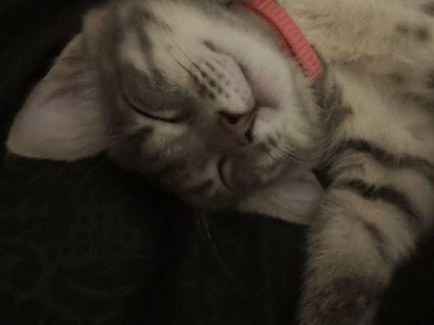 Кошка помесь майкуна и обычной кошки