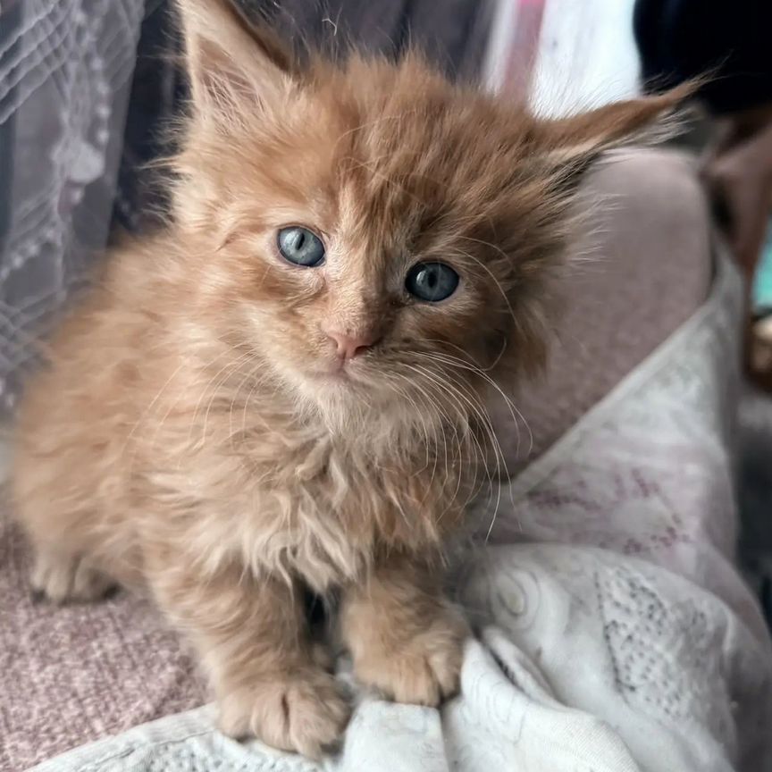 Мейн-кун котёнок