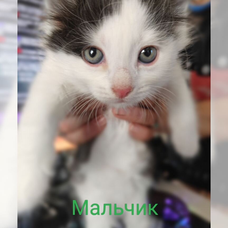Домашние котята Премиум класса
