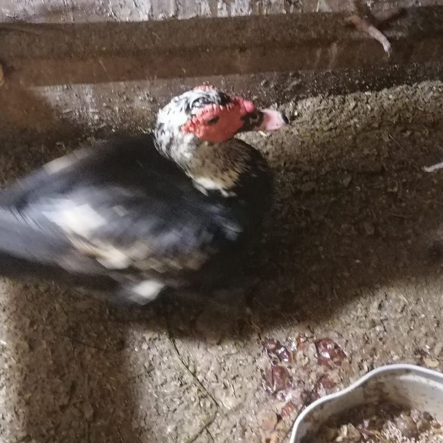 Селезень индоутки