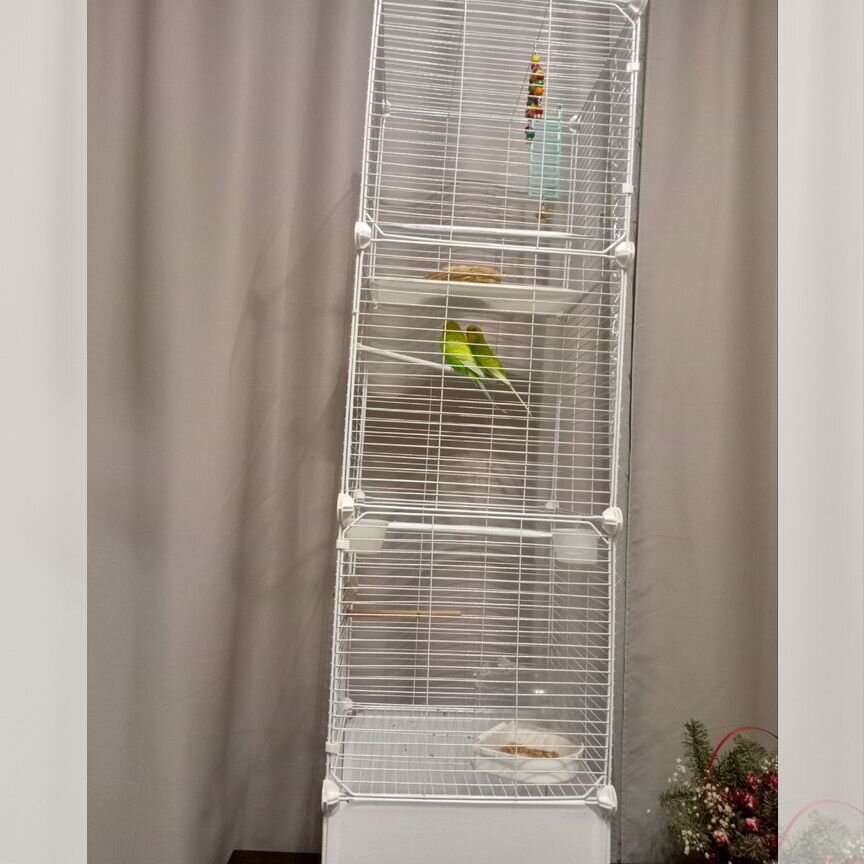 Волнистые попугаи