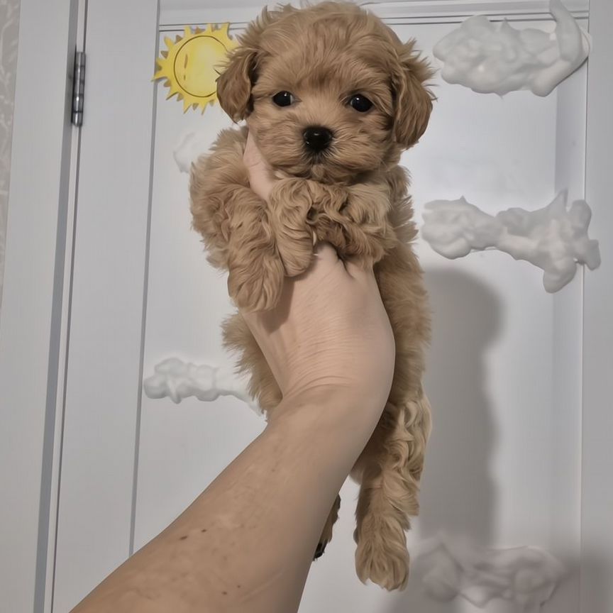 Мальтипу, щенок