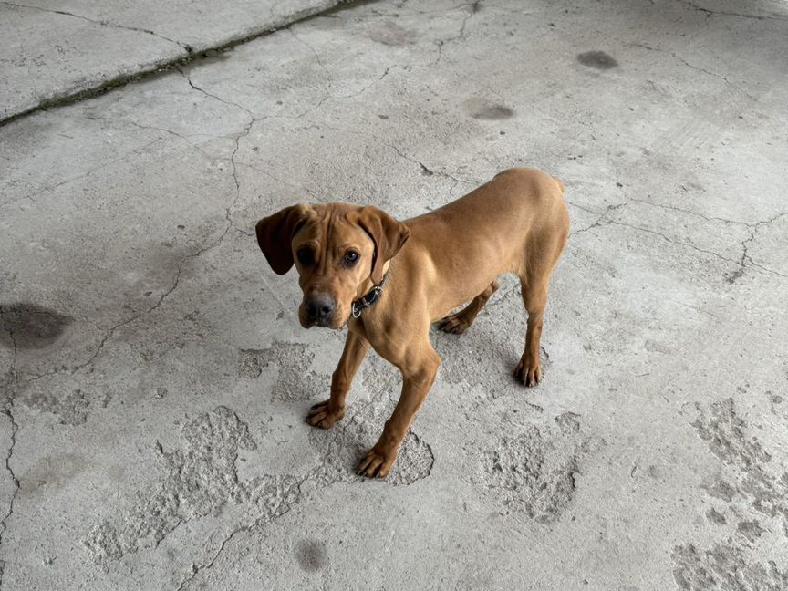 Собака охотничья