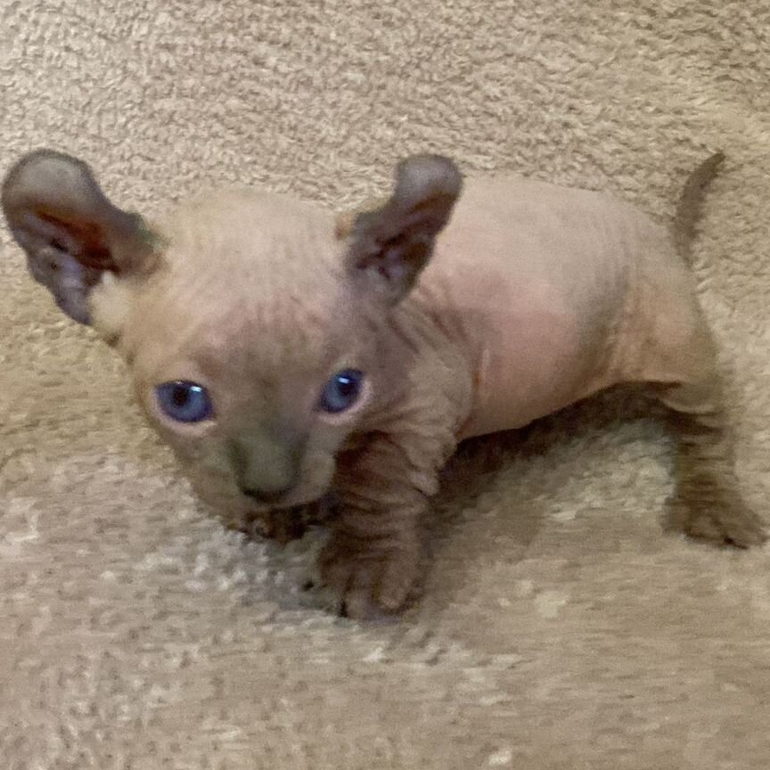 Канадский сфинкс котёнок