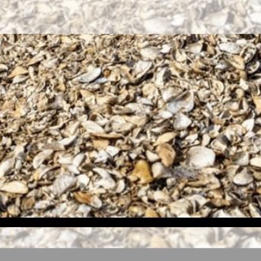 Ракушка для птицы