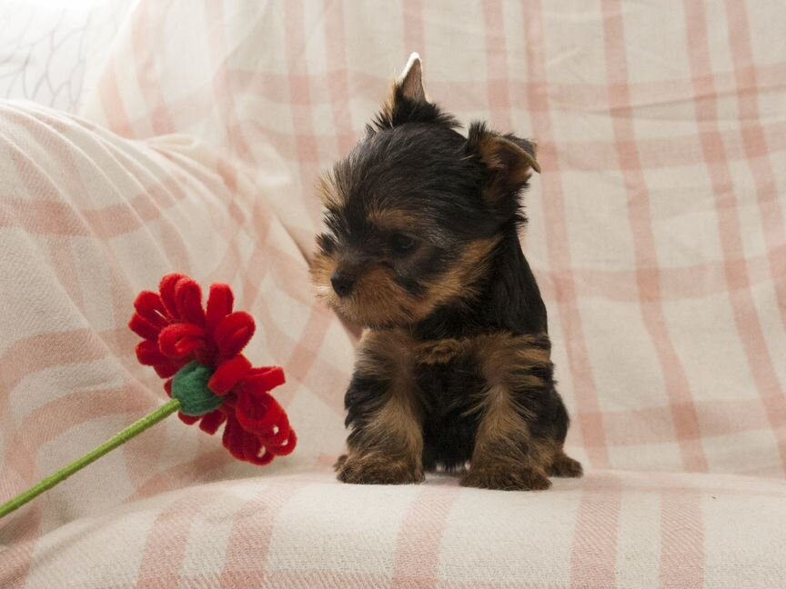 Девочки йорка мини и стандарт