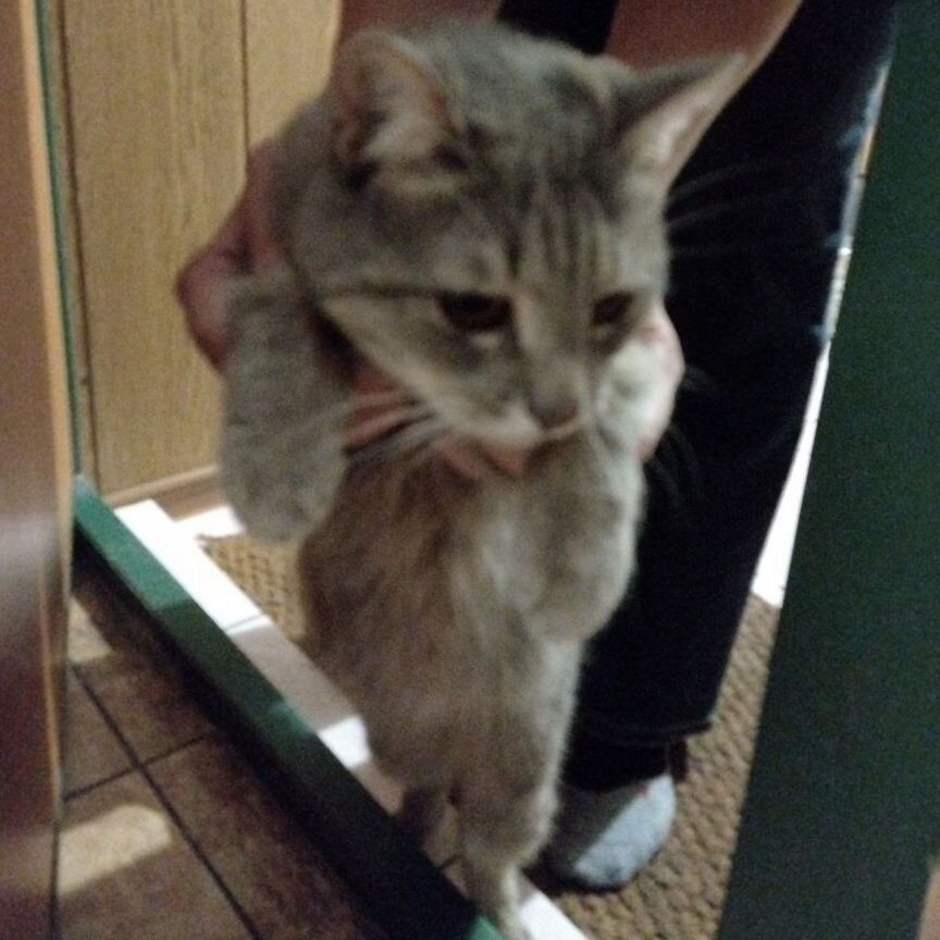 Найден кот, ласковый, умница