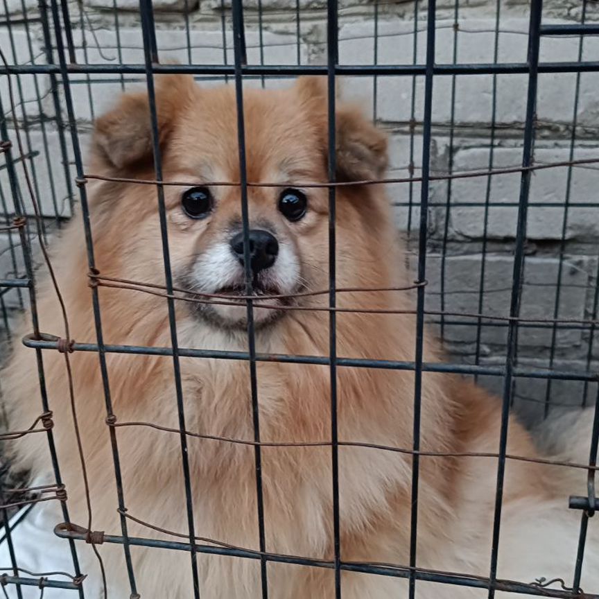 Шпиц девочка в хорошие руки