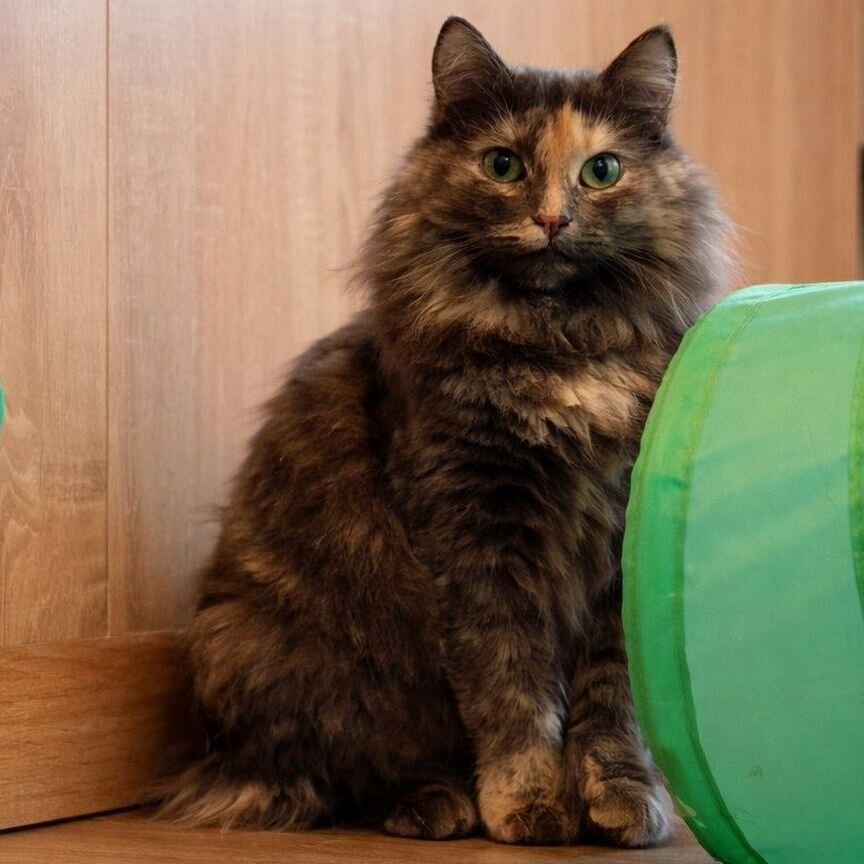 Взрослая кошка от частного владельца