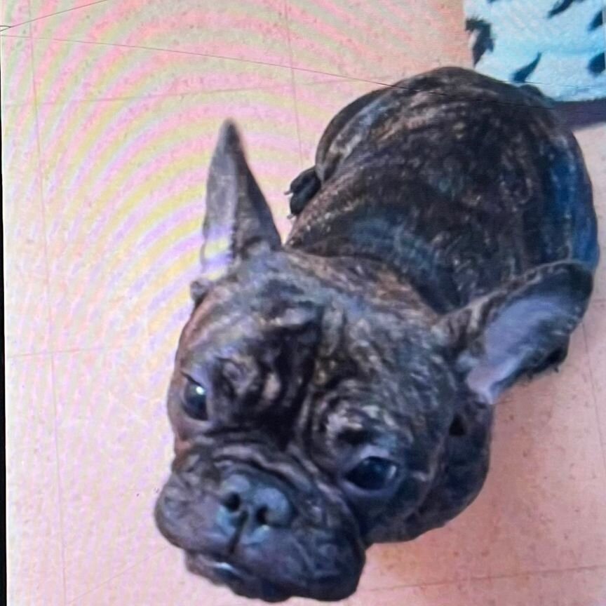 Французский бульдог