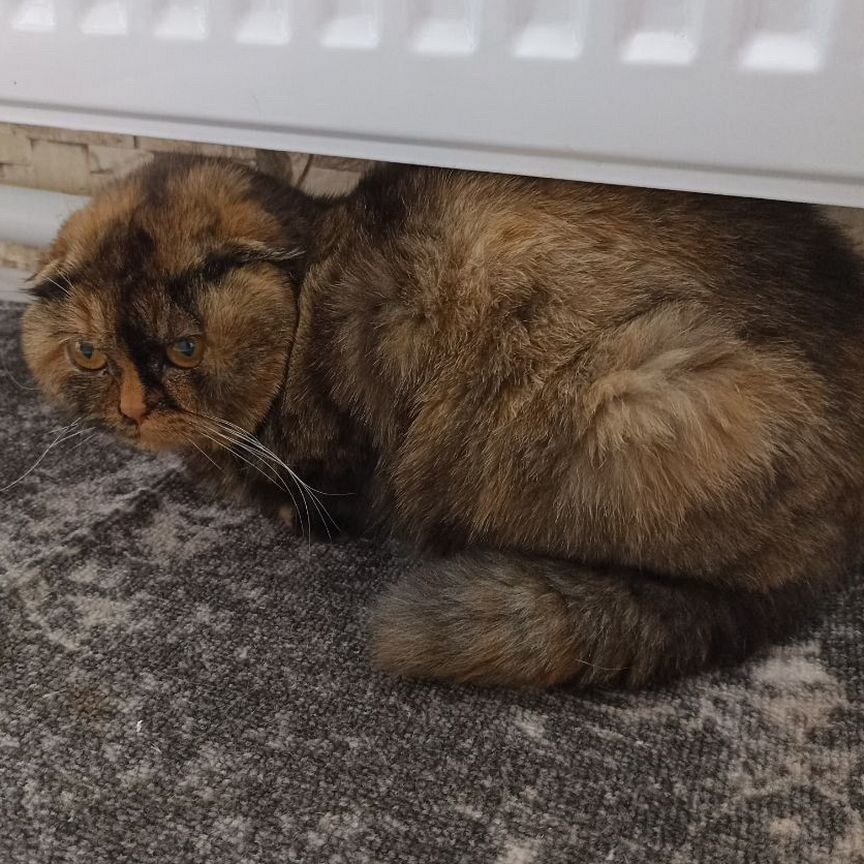 Шотландская вислоухая короткошёрстная, взрослая кошка