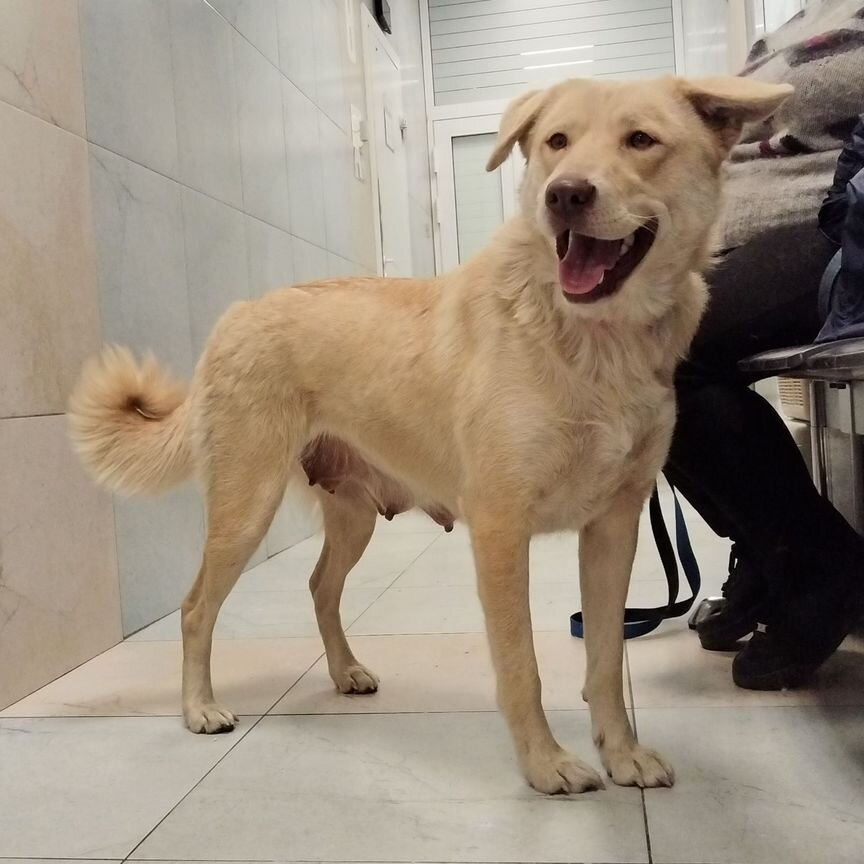 Собаки бесплатно в добрые руки