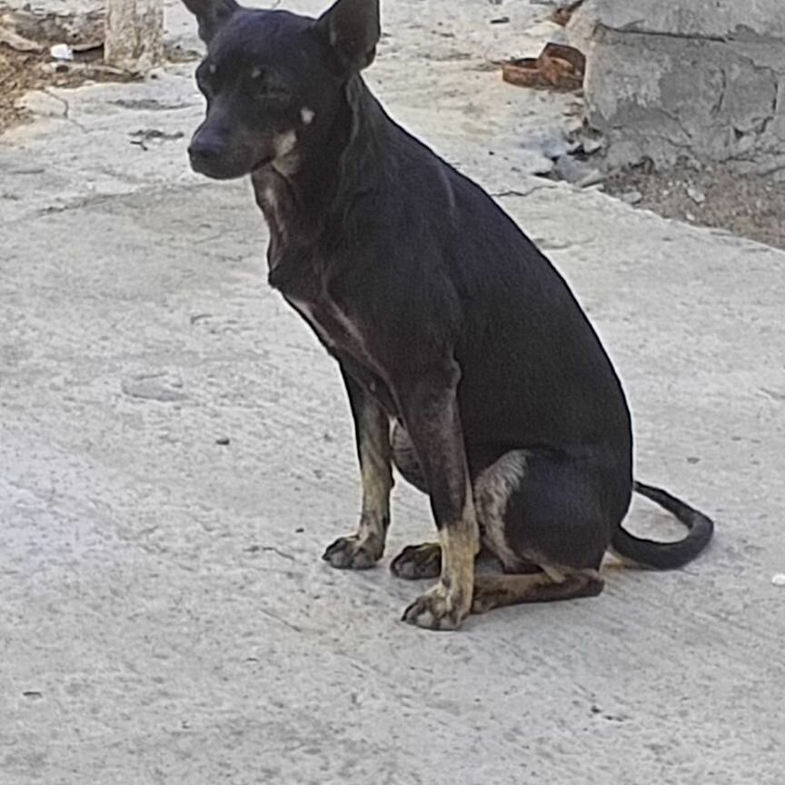 Отдам в добрые руки