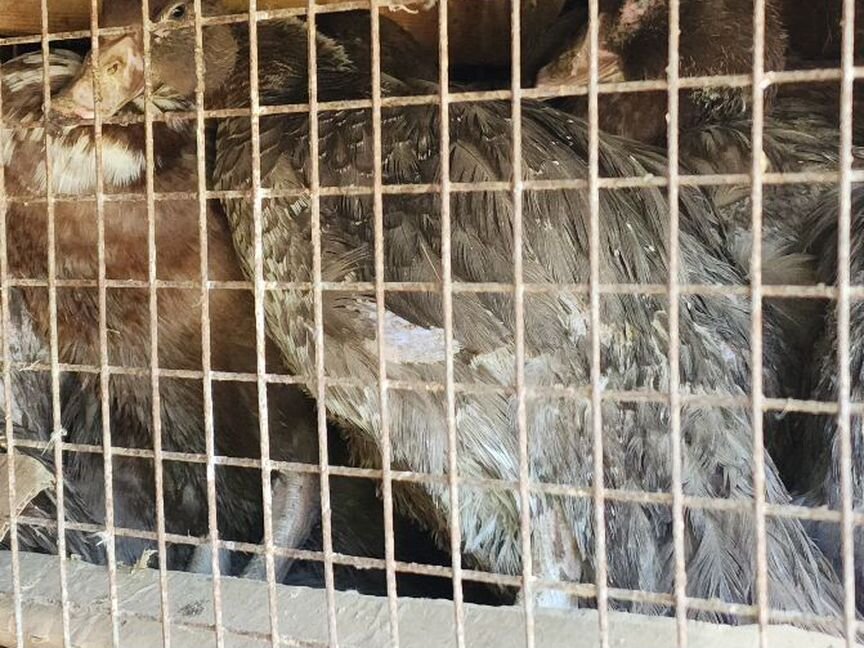 Индоутка 40 дней