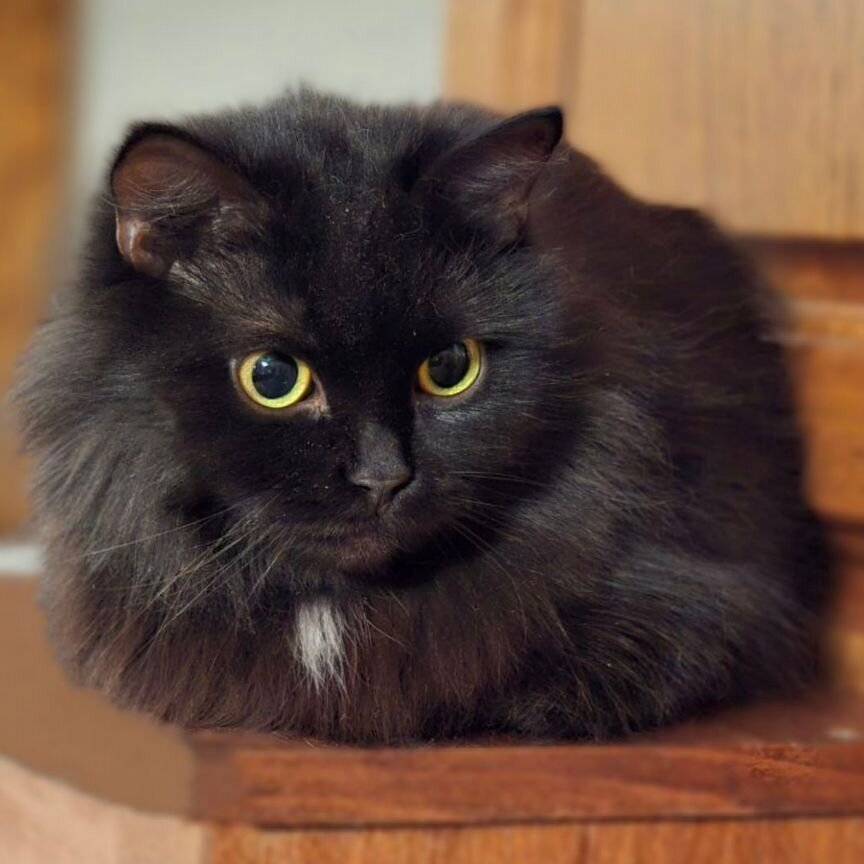 Взрослая, кошка в добрые руки