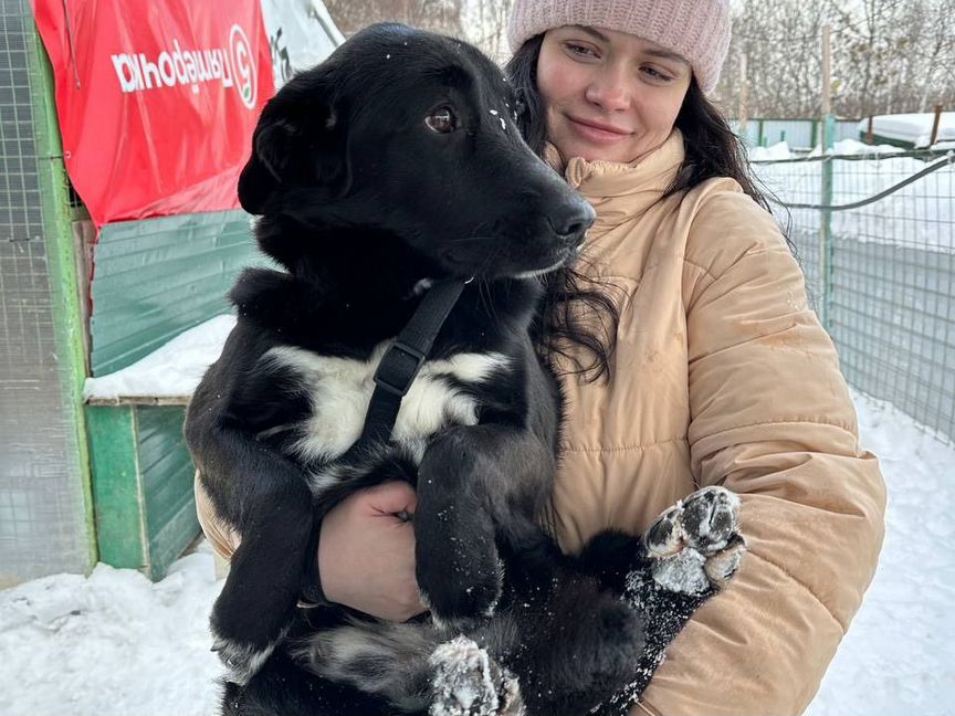 Собака в добрые руки