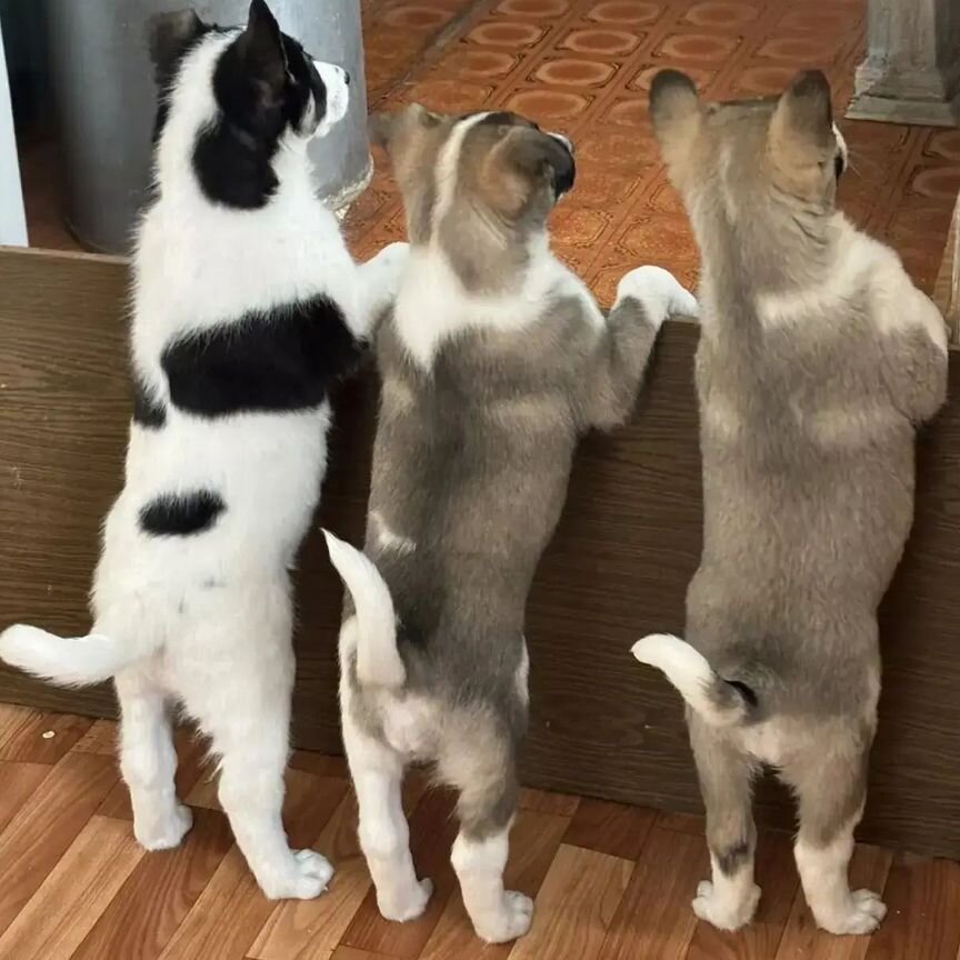 Щенок в добрые руки