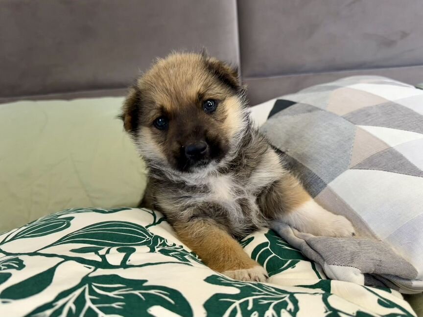 Милая Умка в добрые руки