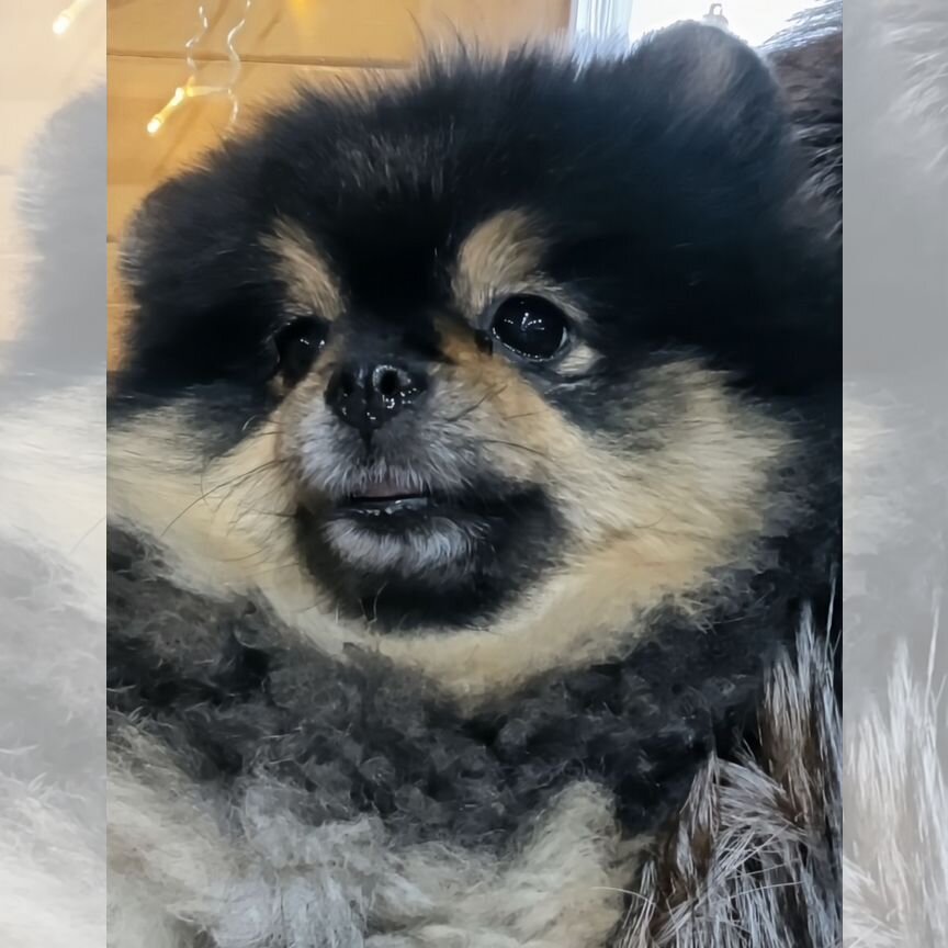 Померанский шпиц, щенок