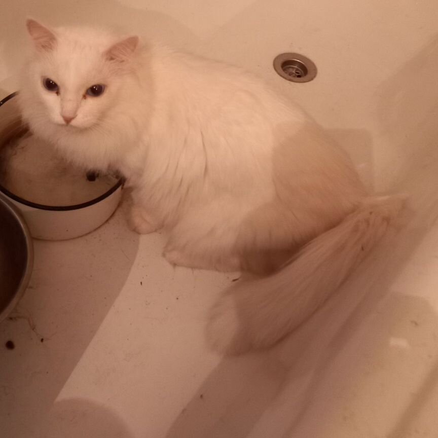 Взрослый кот в добрые руки